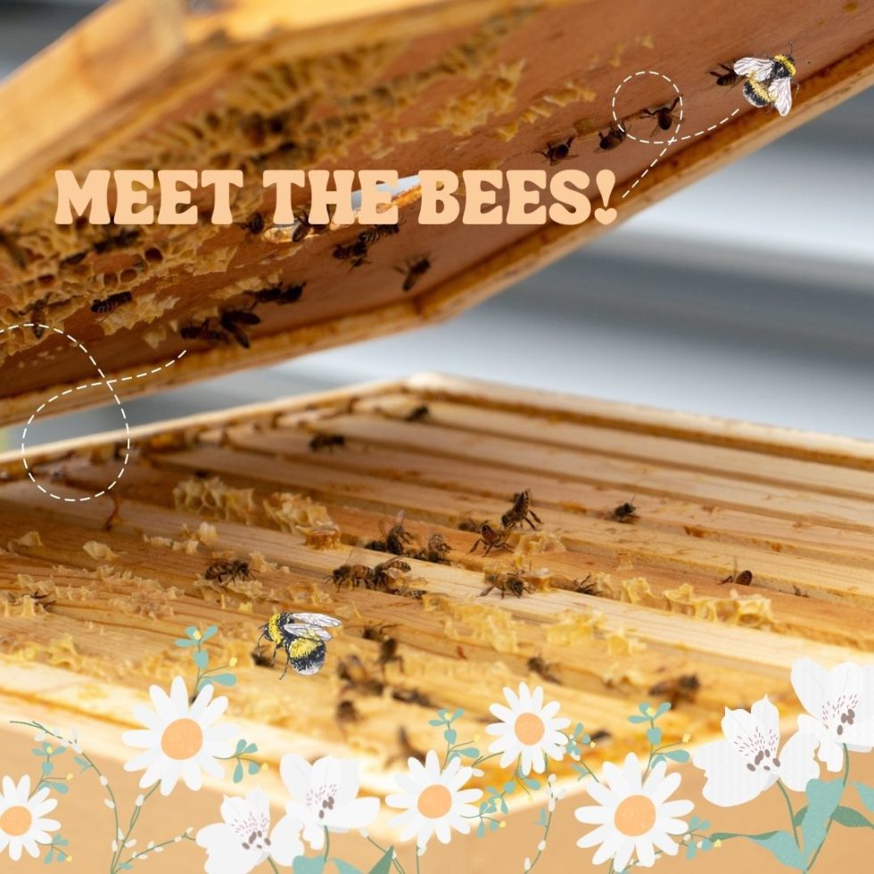 Meet The Bees | Tsawwassen Mills
